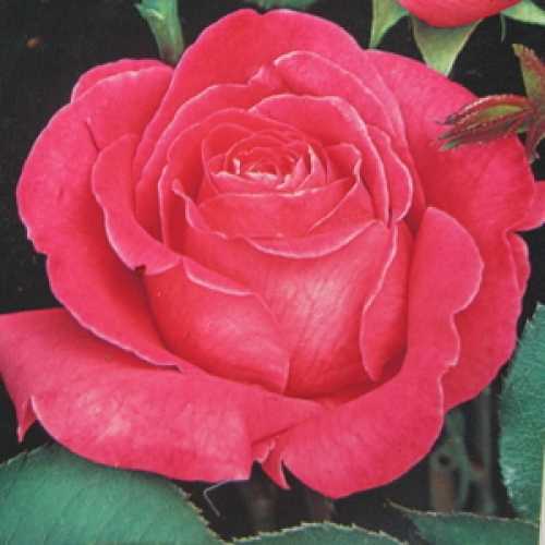 buy Pink Peace Rose Bush : Buy Roses Online : Cheap Rose Bushes For Sale