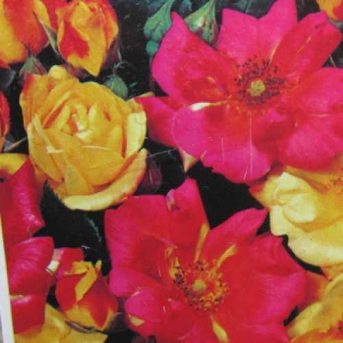 Masquerade Climbing Rose : Rosa Floribunda : Buy Climbing Rose in Essex