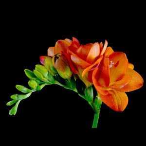 Buy Red Freesia Bulbs : Cheap Freesia Bulbs UK