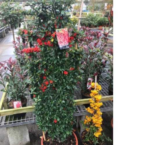 Cheap Pyracantha Saphyr Red Trellis Climber : Buy Pyracantha Online ...