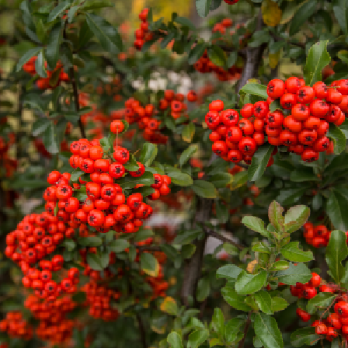 Cheap Pyracantha Saphyr Red Trellis Climber : Buy Pyracantha Online ...