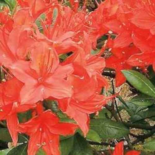 Buy Azalea Knaphill Satan Online - Plants Galore Online Essex
