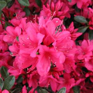 Azalea Japonica 'Thierry'