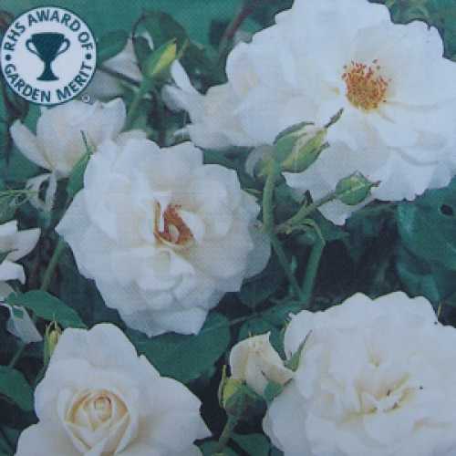 Buy Iceberg Climbing Roses Online : Buy Climbing Roses : White Climbing ...