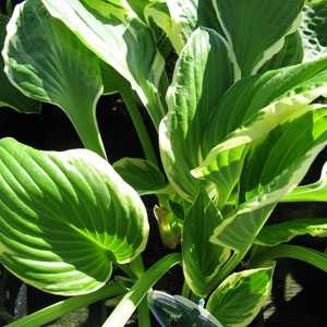 Cheap Hosta Francee Fortunei : Buy Hostas UK