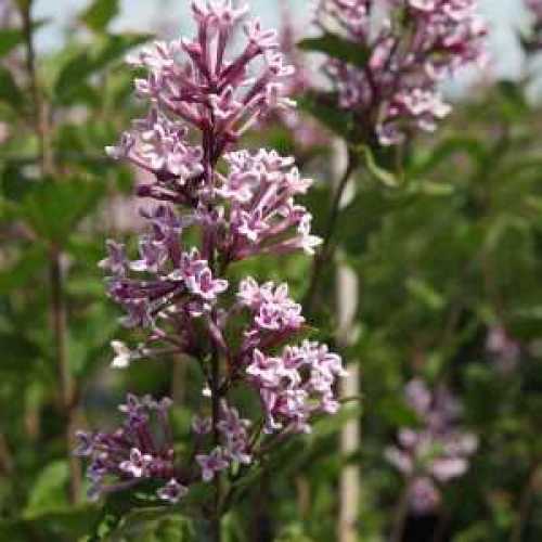 Josee Lilac