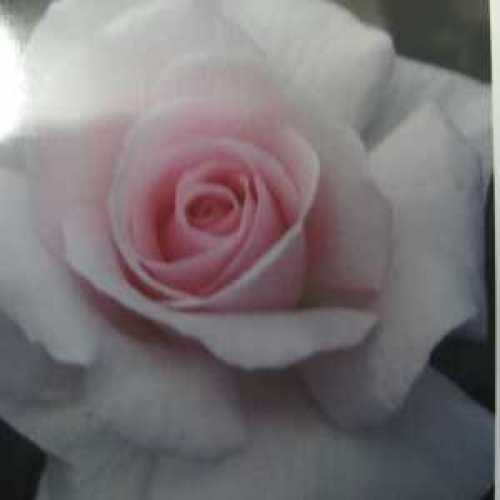 Cheap A Whiter Shade of Pale Hybrid Tea Rose : Pale Pink HYbrid Tea Roses