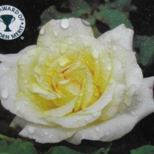 Buy Elina Hybrid Tea Rose : Cheap Elina Rose UK