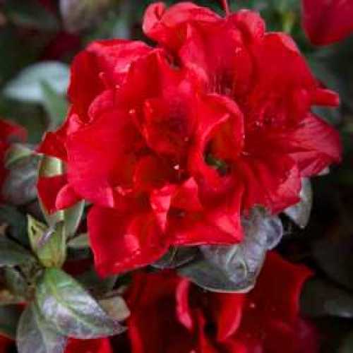 Buy Quality Azalea Encore Autumn Fire Online UK - Plants Galore Online