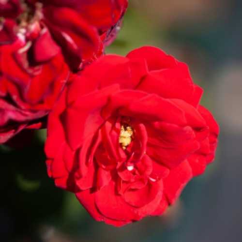 Buy Rose (climbing) 'Amadeus' PLants Online : Quality Roses Online ...