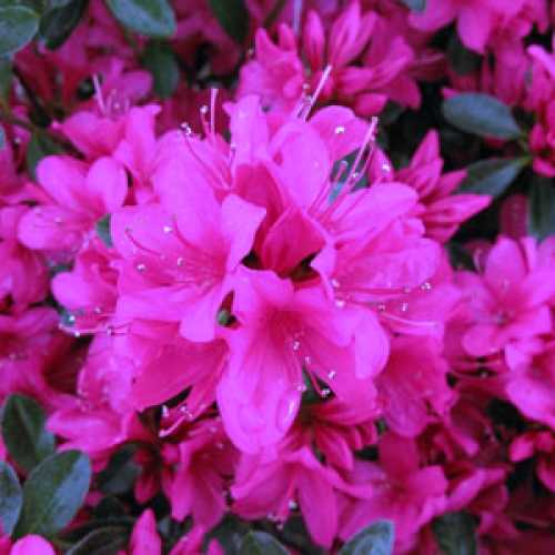 Buy Quality Azalea Encore Majesty Online UK - Plants Galore Online