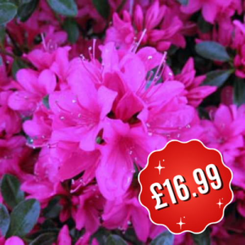 Buy Quality Azalea Encore Majesty Online UK - Plants Galore Online