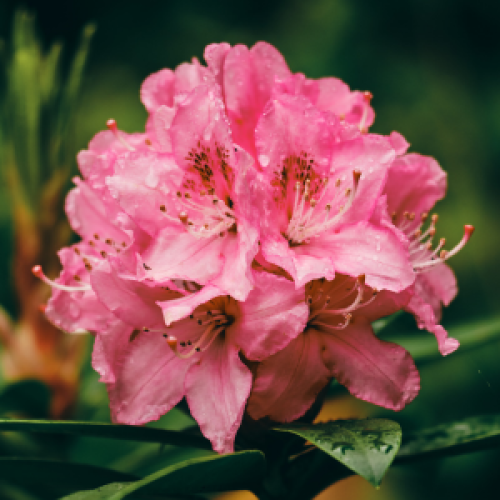 Buy Rhododendrons Online - Plants Galore Online