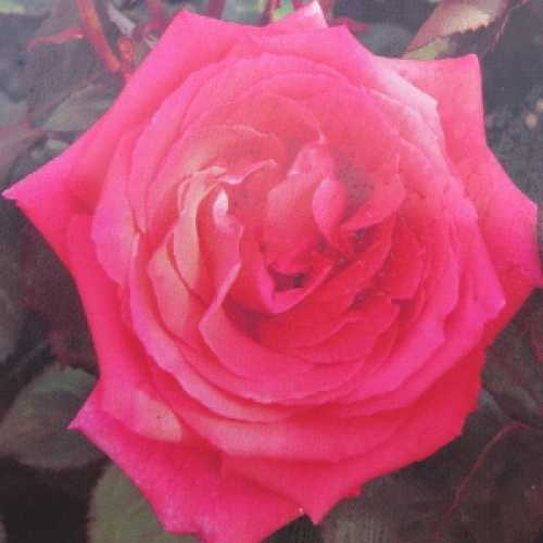 Buy Fragrant Cloud Hybrid Tea Rose Online : Buy Hybrid Tea Roses Online ...