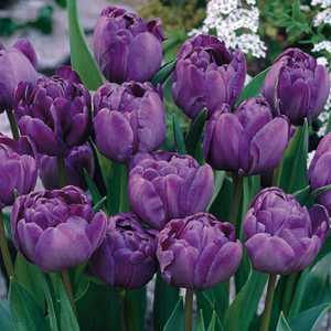 Buy Double Tulip Bulbs Online : Cheap Tulip Bulbs For Sale : Spring ...