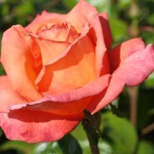 Buy Alexander Hybrid Tea Rose : Alexander Rose For Sale : Buy Roses Online