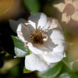 Buy Climbing Roses Online : Roses For Sale UK : Order Roses Online